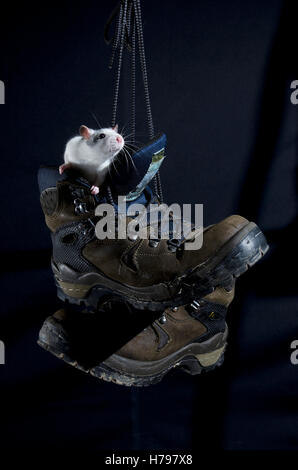 a rat in a shoe Stock Photo - Alamy