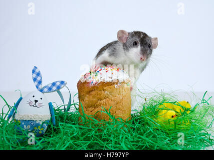 Cute little decorative rat near the Easter cake Stock Photo - Alamy