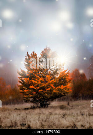 The magic tree Stock Photo - Alamy