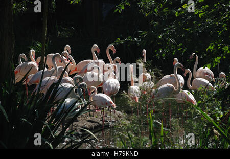 Flamingos by their pond at London Zoo, UK Stock Photo - Alamy