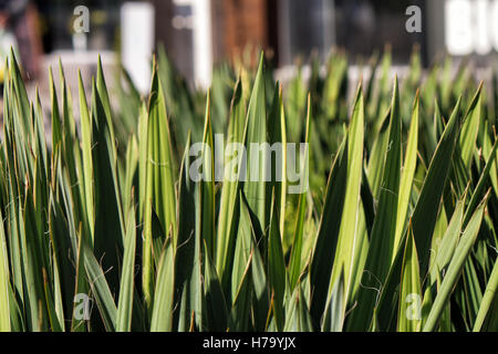 A tall green stem with long narrow leaves and small flowers on it with ...