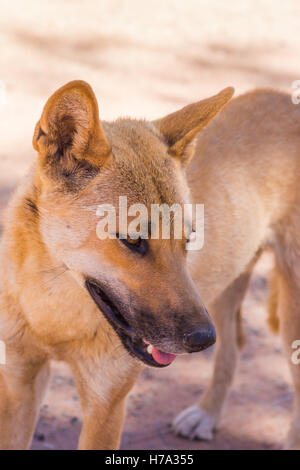 Healthy dingo in the wild, Northern Territory, Australia, close up ...