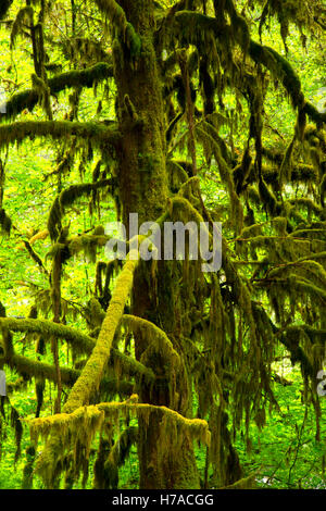 Pacific Yew tree 'Taxus brevifolia' looking upward Stock Photo - Alamy