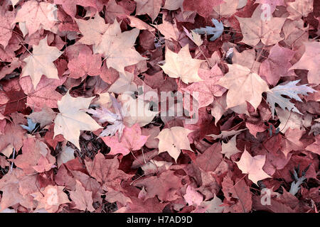 Autumnal pink backdrop with maple leaves and fruits of strange colors ...