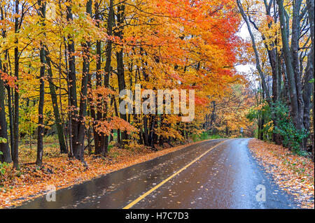 Maple trees and leaves line road in autumn Stock Photo - Alamy