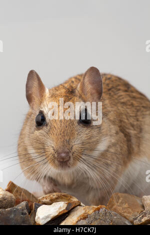 Shaw's Jird (Merinos shawl). Living in grasslands of North Africa Stock ...