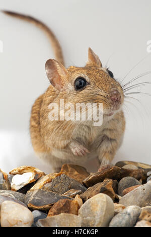 Shaw's Jird (Merinos shawl). Living in grasslands of North Africa Stock ...