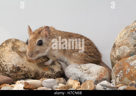 Shaw’s Jird (Meriones shawi Stock Photo - Alamy