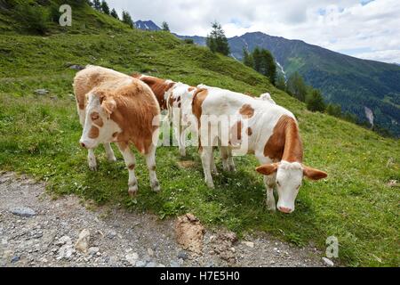Cows grazing on a hillside Stock Photo - Alamy