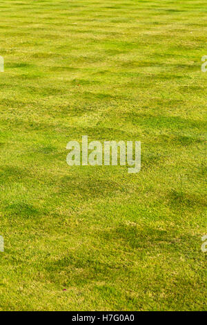 Stripy lawn with long cross cut striped grass in garden / gardens ...