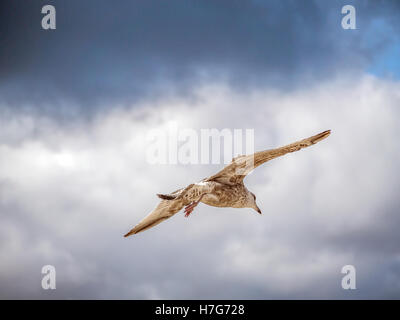 Great black-backed gull flight with crab prey Stock Photo - Alamy