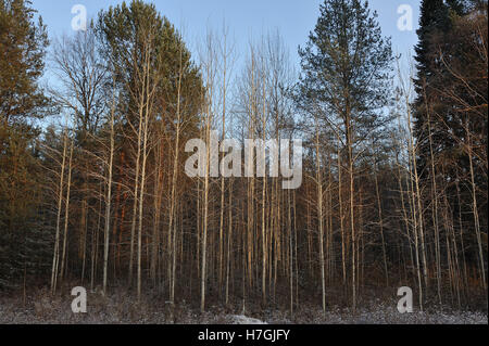 High dense trees in primeval forest Stock Photo - Alamy