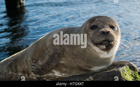 Cute gray seal taking a sunbath on a rock near the harbor Stock Photo ...