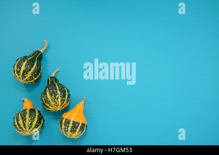 Four green and yellow bumpy ornamental gourds on a bright blue painted ...