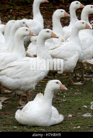 Gudendorf, Germany. 4th Nov, 2016. Geese run through their enclosure in ...