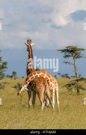 Rear view of two Somali Wild Asses Stock Photo - Alamy