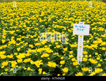 Large commercial greenhouse with colorful blooming flowers and hanging ...