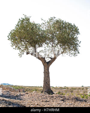 Isolated olive tree. Low poinf of view Stock Photo - Alamy