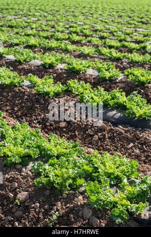 Lettuce field in rows. Sunny day Stock Photo - Alamy