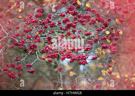 Red berries and fall colors in Lakewood, Ohio, west of downtown ...
