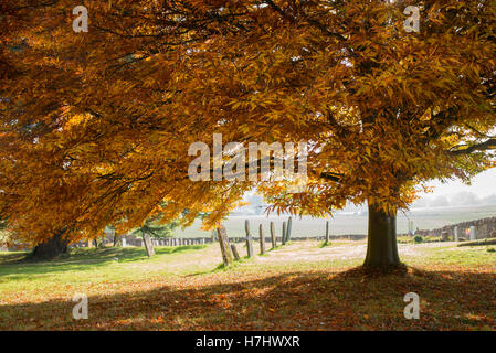 FAGUS SYLVATICA ASPLENIFOLIA Stock Photo - Alamy