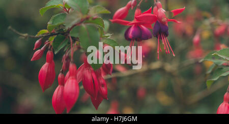 Irish Fuschia flowers growing in the wild Stock Photo - Alamy