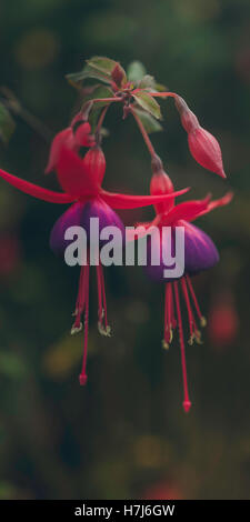 Fuchia flowers growing in a summer garden in Victoria, British Columbia ...