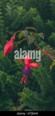 Fuchia flowers growing in a summer garden in Victoria, British Columbia ...
