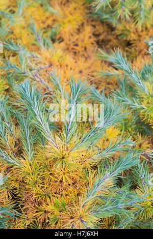 Larix Kaempferi blue dwarf. Dwarf Japanese Larch tree foliage changing ...