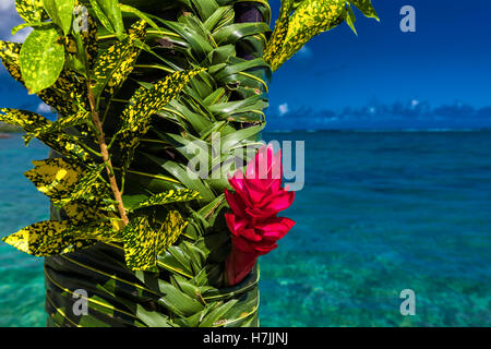 Flower on the beach of Upolu island in Samoa Stock Photo - Alamy
