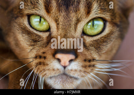 Close Up Abyssinian Cat Studio Portrait Stock Photo - Alamy