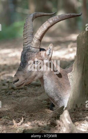 Male Iberian ibex or Spanish ibex, Capra pyrenaica, in winter snow in ...