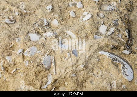 Fossil sea shells embedded in rocks Stock Photo - Alamy