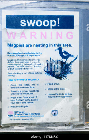 A sign warning of swooping Magpie birds nearby. Australian male Magpies ...