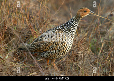 Painted Francolin, (Francolinus pictus Stock Photo - Alamy