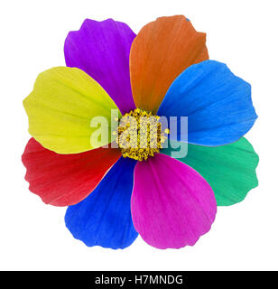 Pollen of a purple color Cosmos flower (Atapethiya) in the garden Stock ...