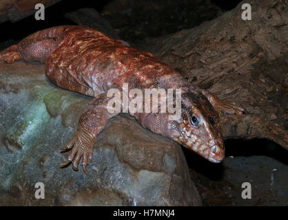 Argentine giant Red Tegu lizard (Tupinambis rufescens, Salvator Stock ...