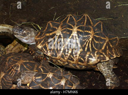 Indian Star Tortoise , Testudo elegans , Geochelone elegans , India ...