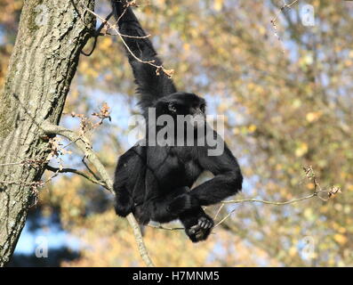 Mature male Southeast Asian Siamang gibbon high up in a tree ...