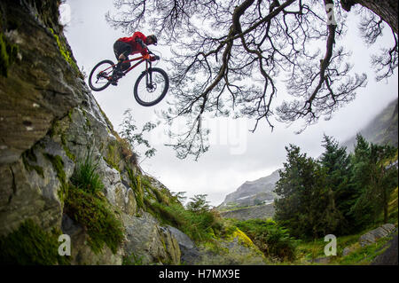 A mountain biker jumps a rock drop at Antur Stiniog mountain bike ...