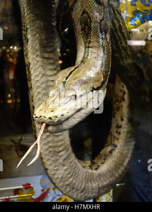 A lifelike taxidermy model of a reticulated python snake Stock Photo ...