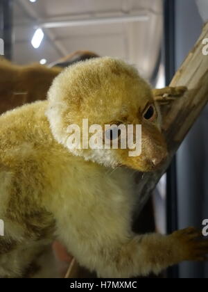 A taxidermy monkey at The Natural History museum in London Stock Photo ...