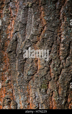 Old oak (Quercus) with mighty trunk and moss-covered branches, Royal ...