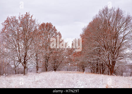 Background autumn park in the first snow Stock Photo - Alamy