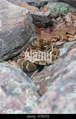 Yellow phase timber rattlesnake - Crotalus horridus Stock Photo - Alamy