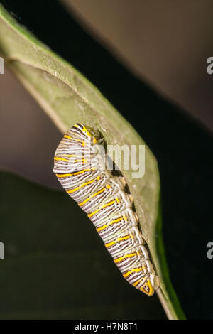 Zebra Swallowtail (Protographium marcellus) 5th instar larva on the ...