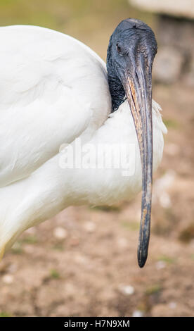 Sacred Ibis - Head Shot Stock Photo - Alamy