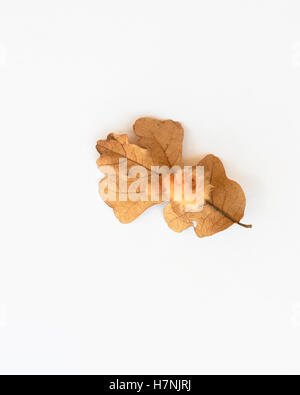 Galls on a white oak leaf. This gall is called an oak flake gall ...