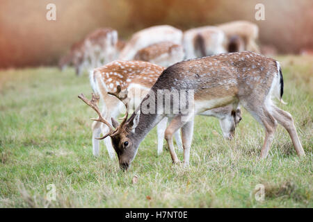 Young Fallow deer resting in a clearing Stock Photo - Alamy