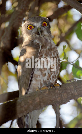 A closeup of a cute Brown hawk-owl standing on a tree branch with ...